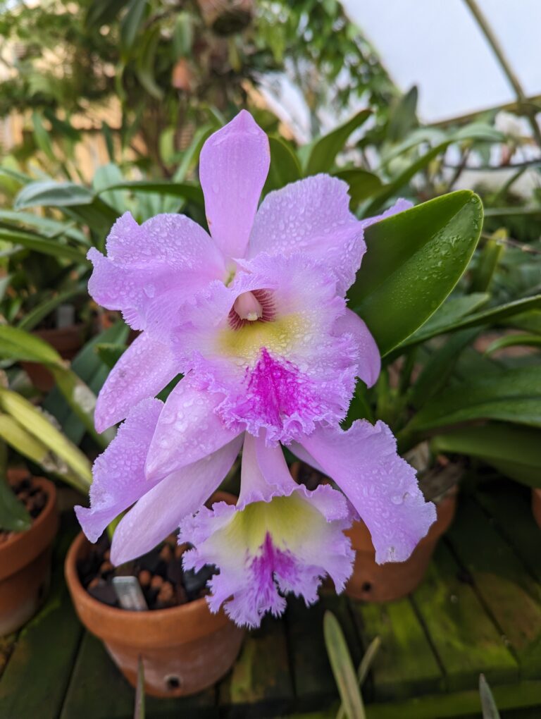 The Connecticut Orchid Society | The first, original orchid society in ...